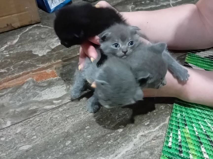 Милые котятки ищут дом