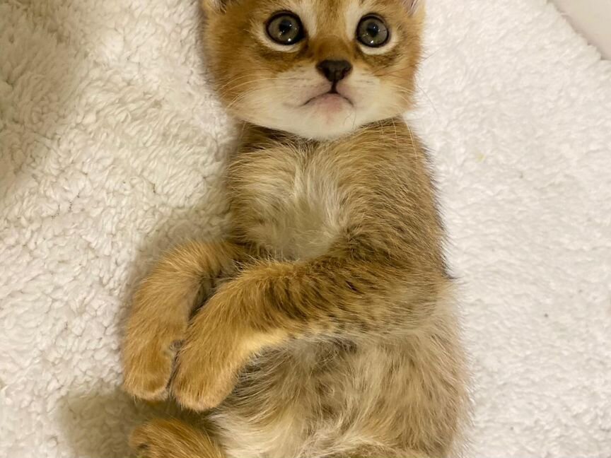 Котята чаузи ф1