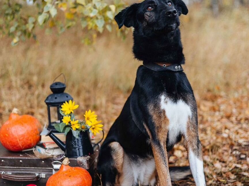 Молодая доброе собака в семью с животными в дар