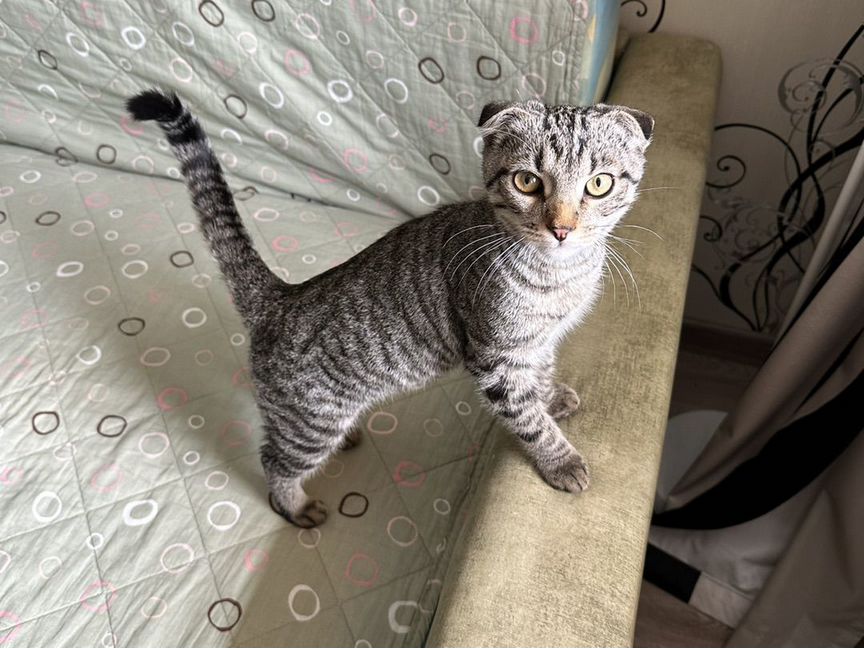 Отдам вислоухого котика