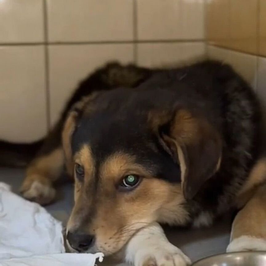 Щенки 3,5 месяца, не крупные умные