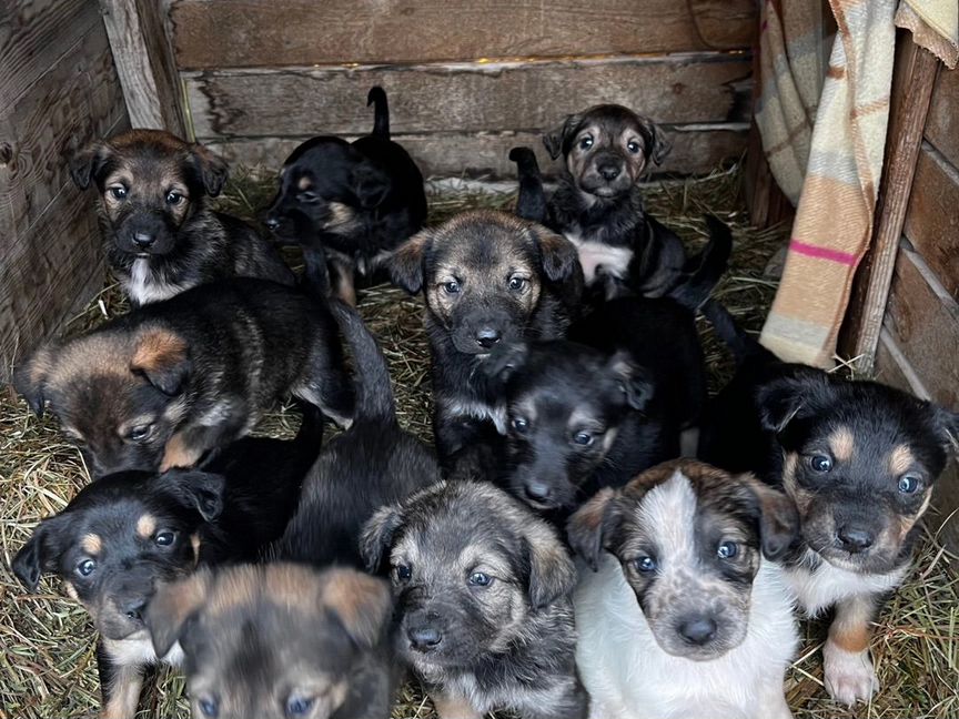 Щенки от двух сторожевых собак Бесплатно