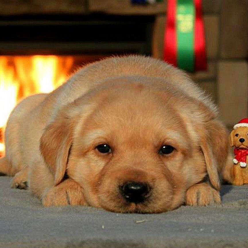 Лабрадор-ретривер, щенок