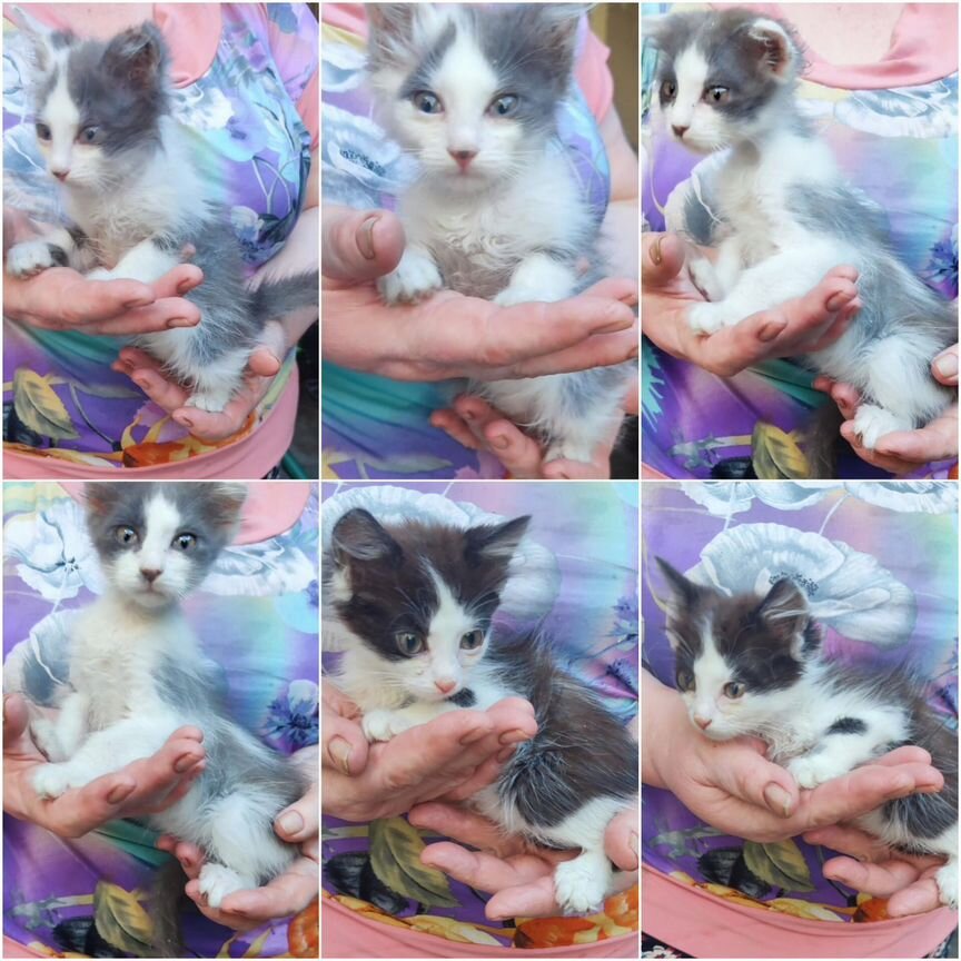 Котята в добрые руки