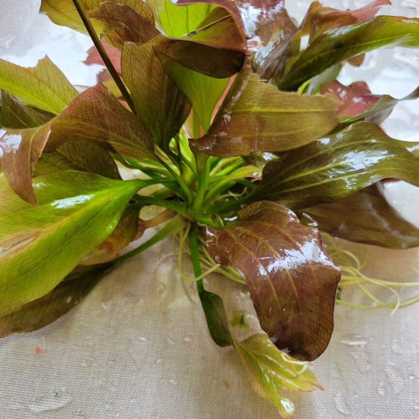 Аквариумные растения прополка