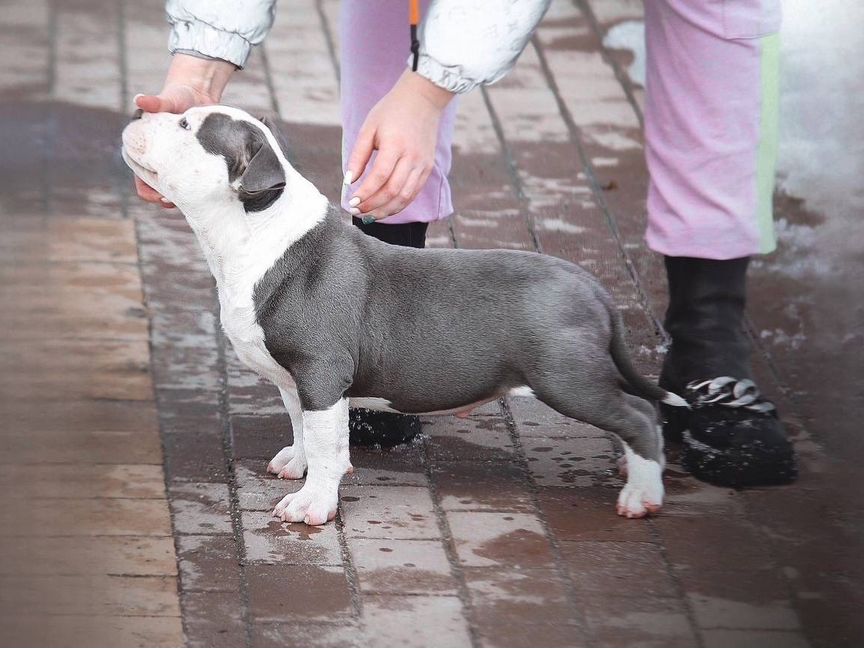 Очень красивый щенок породы американский булли