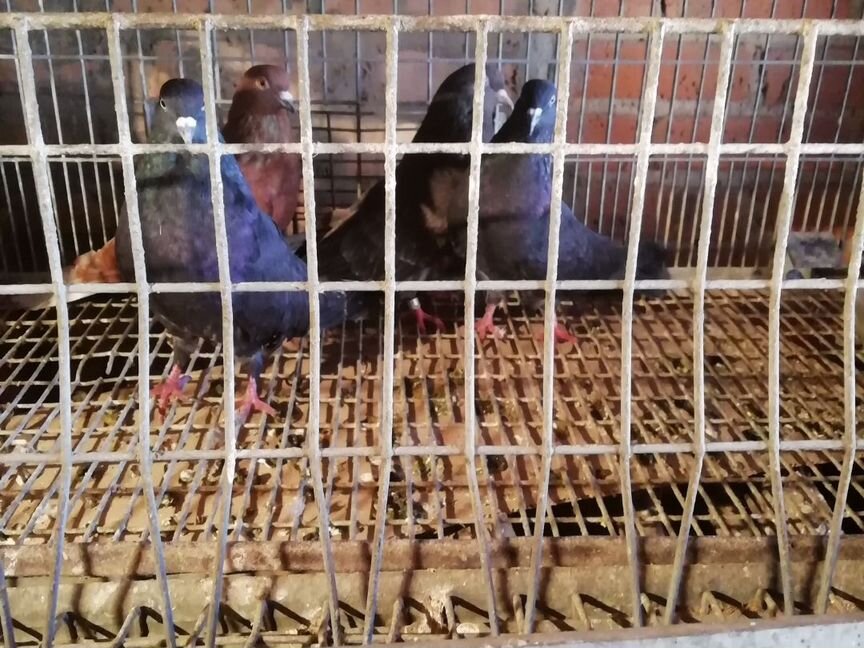 Серпастые голуби