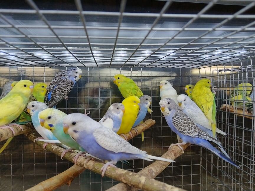 Попугай Волнистого птенцы 2мес