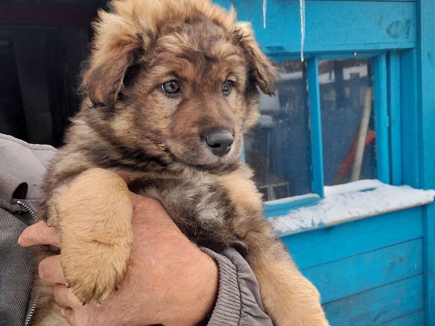 Милые пушистики в хорошие руки