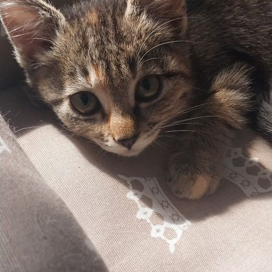 Котёнок в добрые руки