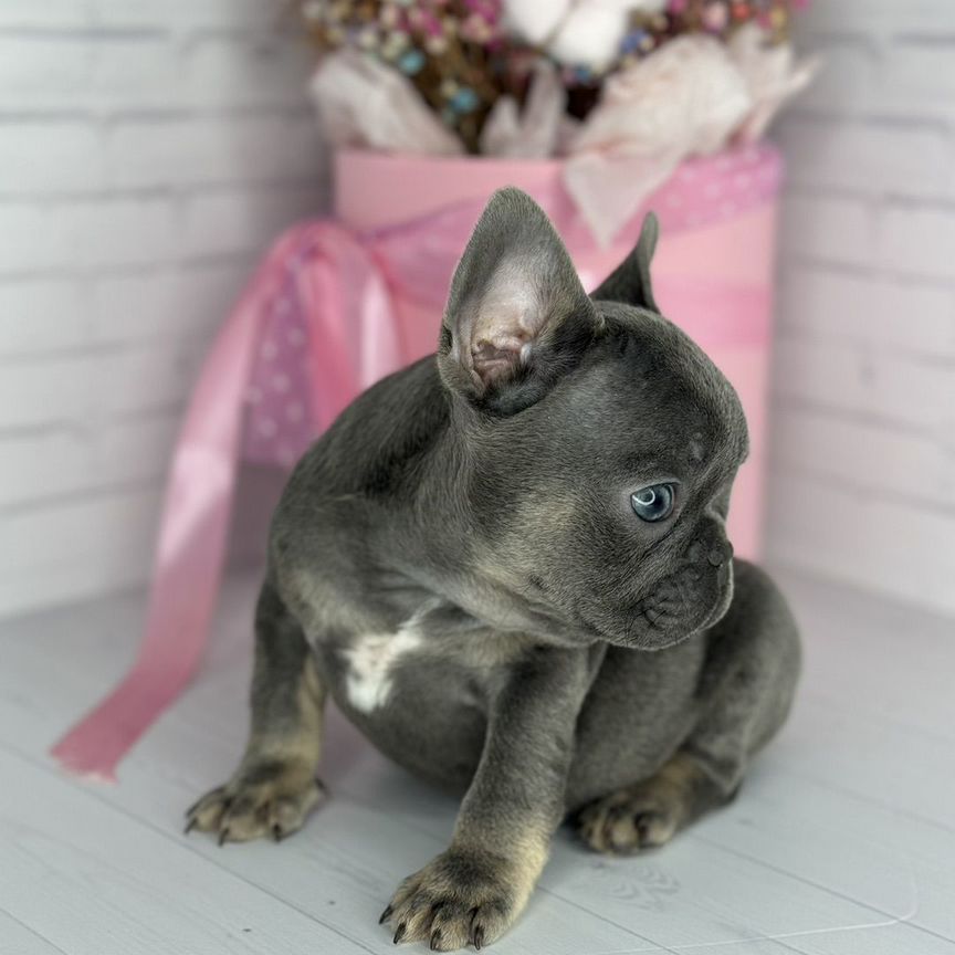 Французский бульдог