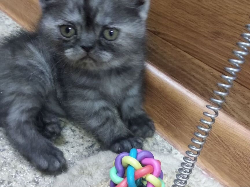 Котята