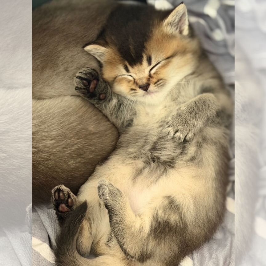 Шотландский прямоухий короткошёрстный котёнок