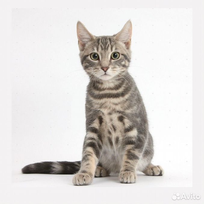 Серебристый табби. Умный - Добрый - Игривый