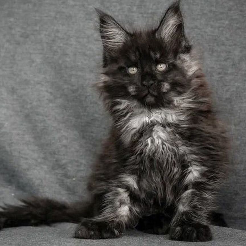 Мейн-кун котёнок