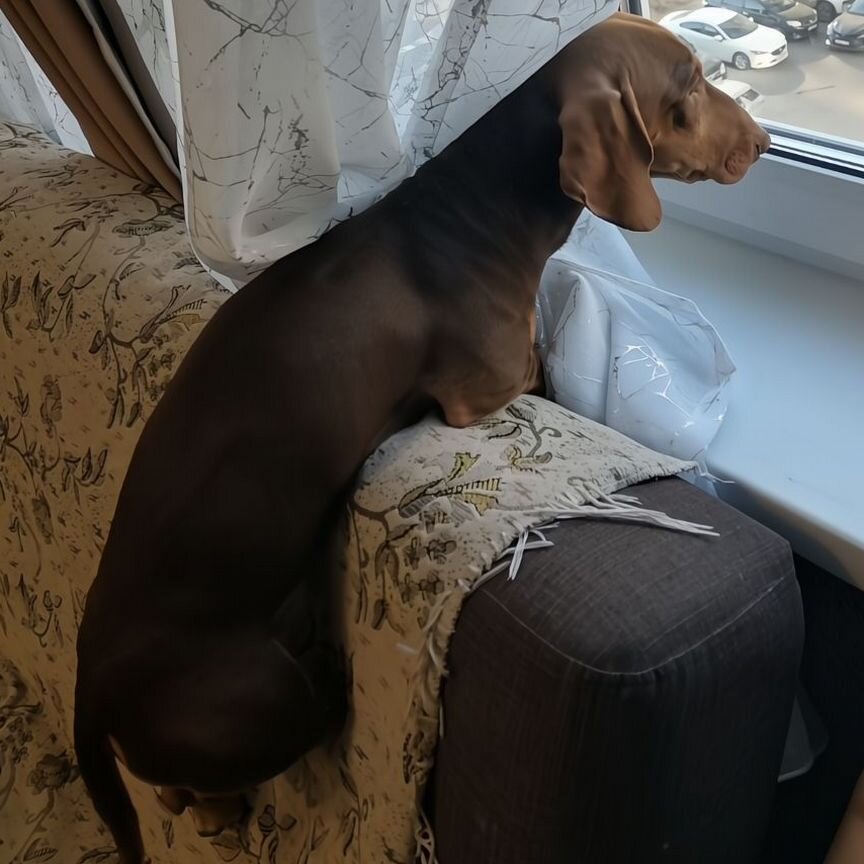 Такса, щенок