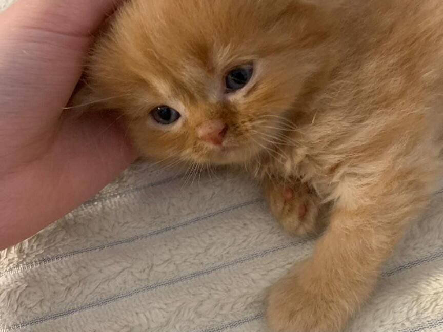 Котенок персидский