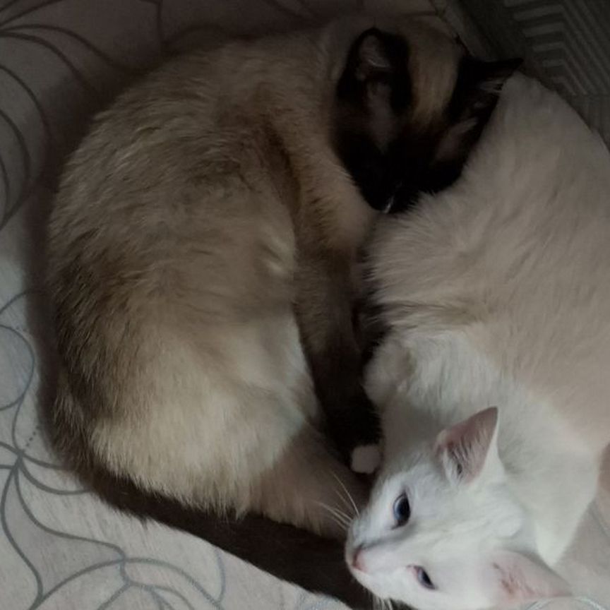 Тайский, взрослый кот