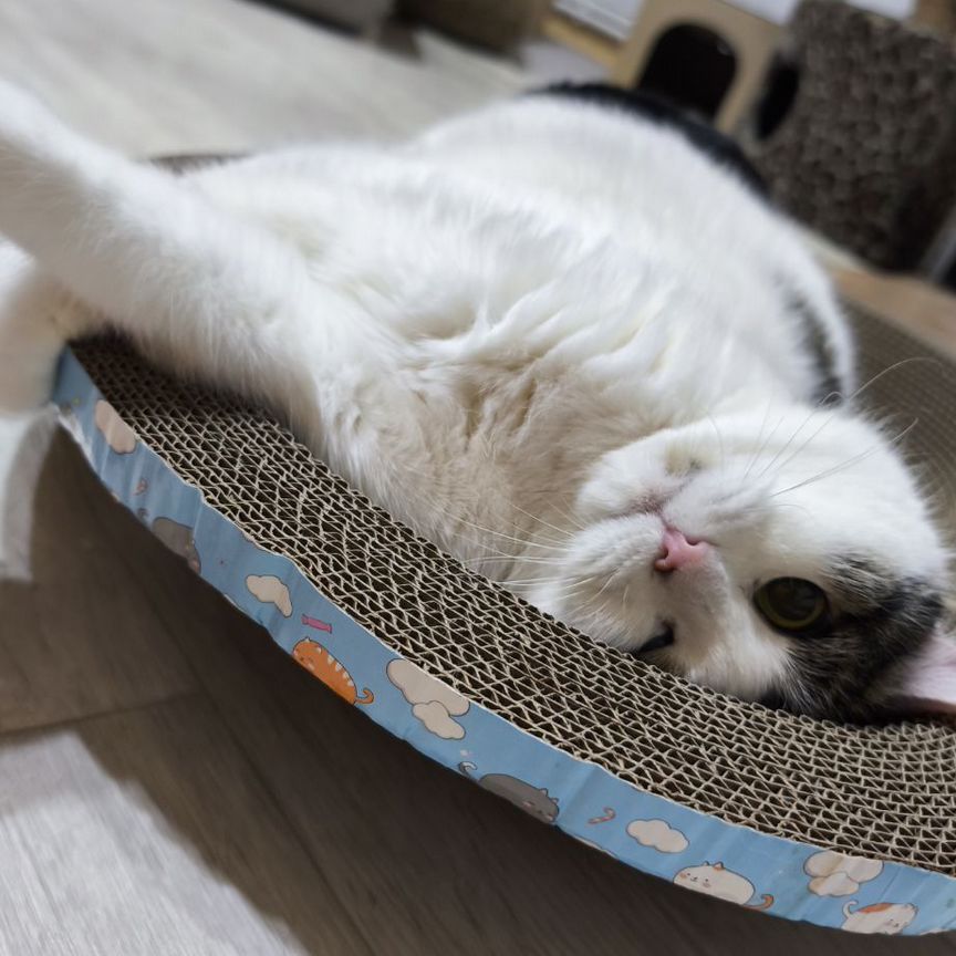 Взрослая, Девочка кошка в добрые руки