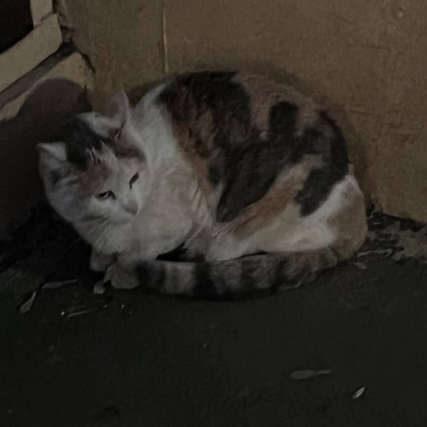 Дом или куратор.Кошка напугана и растеряна