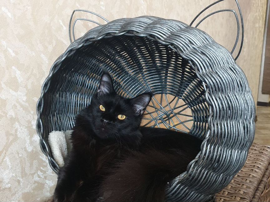 Котодом