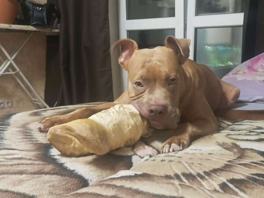 Американский питбуль