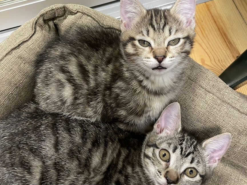 Котята