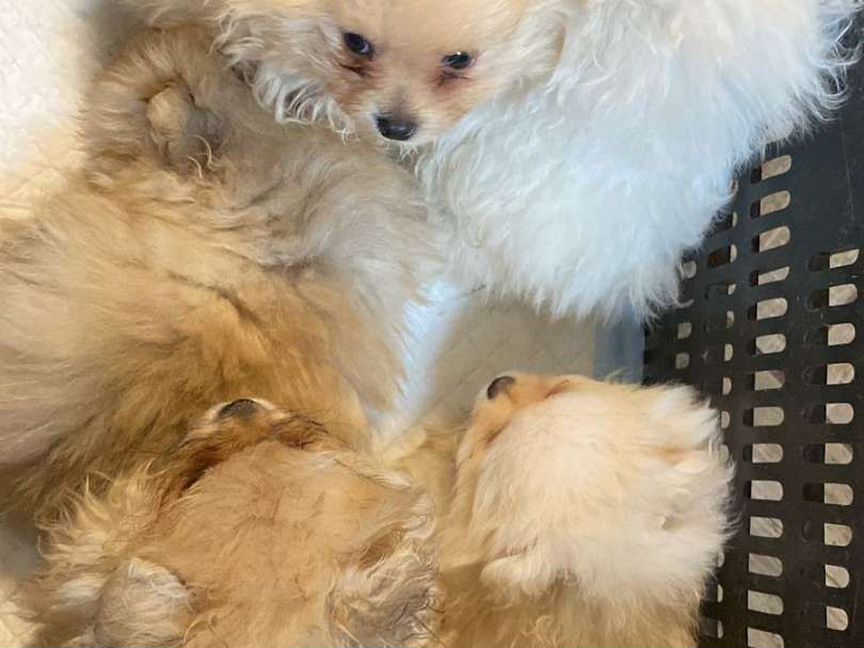 Померанский шпиц мини