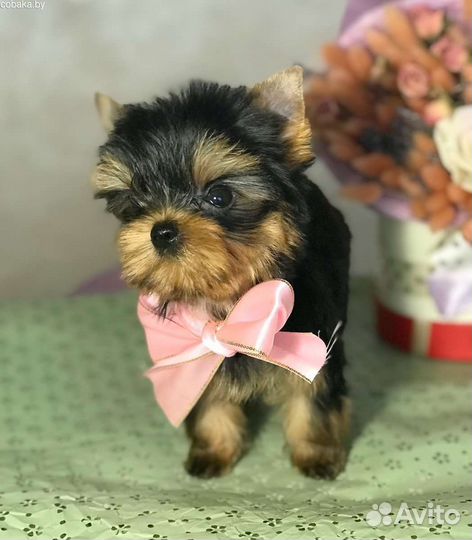 Йоркширский терьер