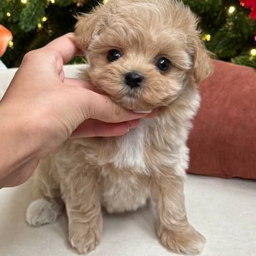 Мальтипу, щенок