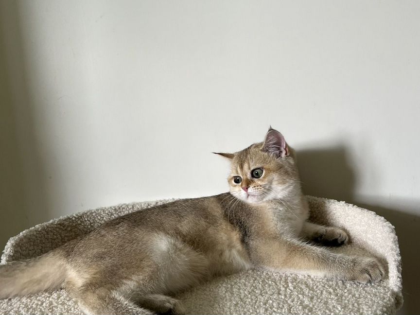 Шотладская золотая шиншилла девочка 4 месяца