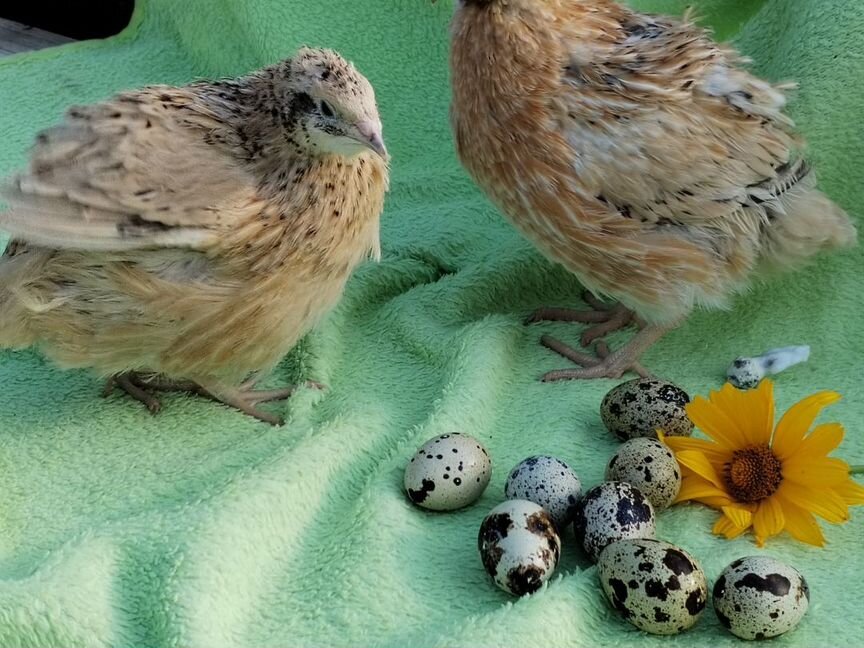 Перепела инкубационное яйцо