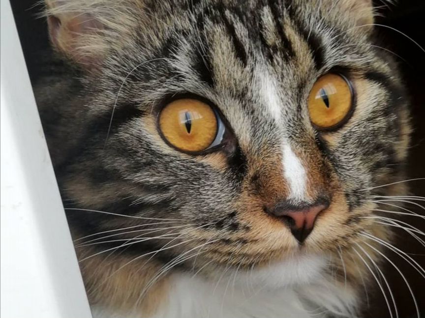 Отдам кошку в добрые руки