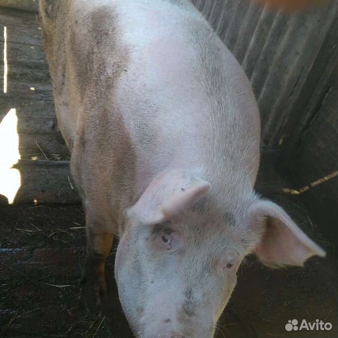 Свиноматка