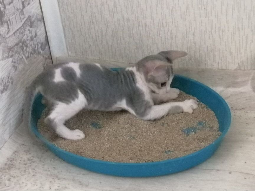 Донской сфинкс кошка одам бесплатно