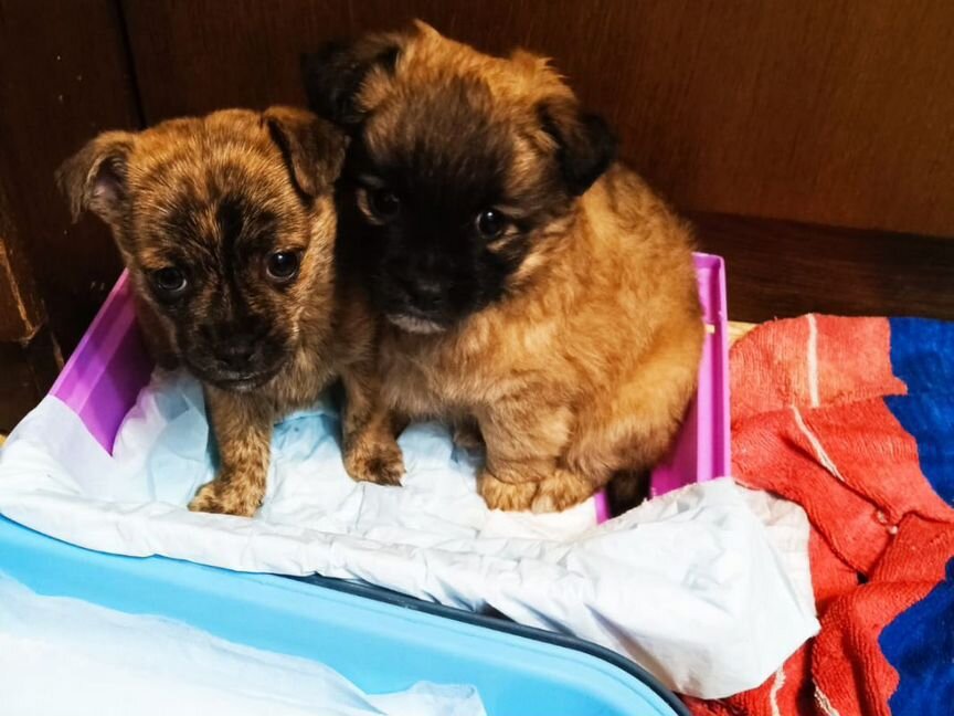 Щеночки очень милые