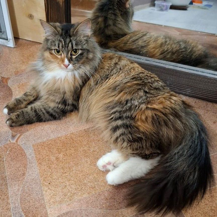 Кошки в добрые руки бесплатно