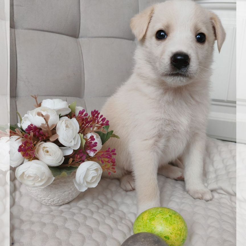 Щенок в добрые руки