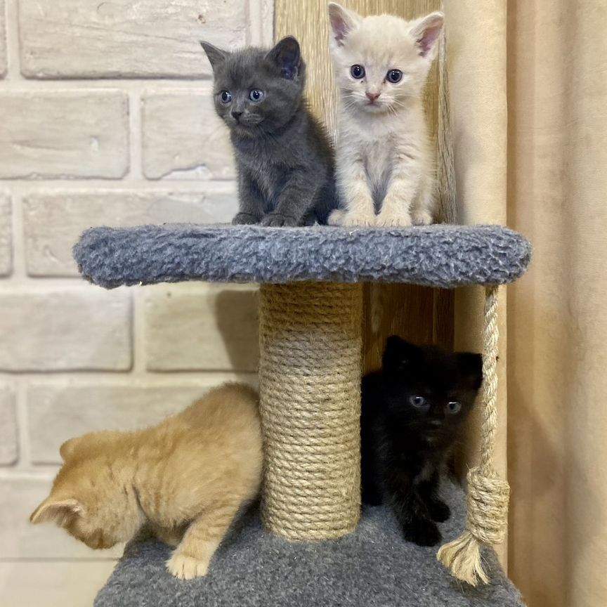 Котёнок в добрые руки