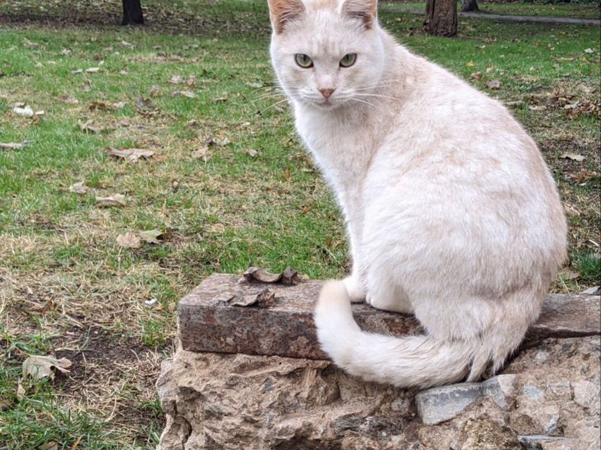 Котик в добрые руки