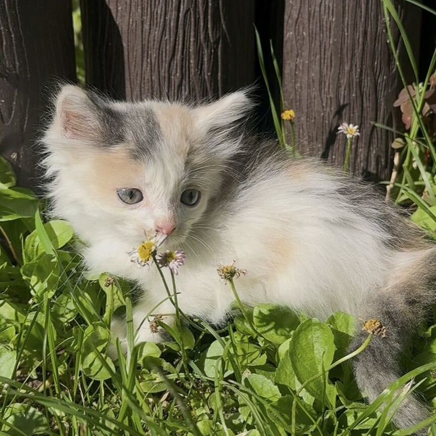 Котёнок в добрые руки