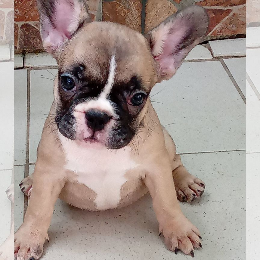 Девчонки красотки