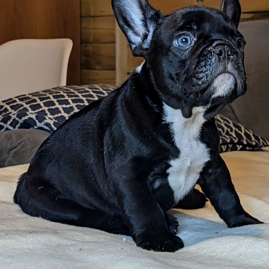 Французик цвета темный шоколад