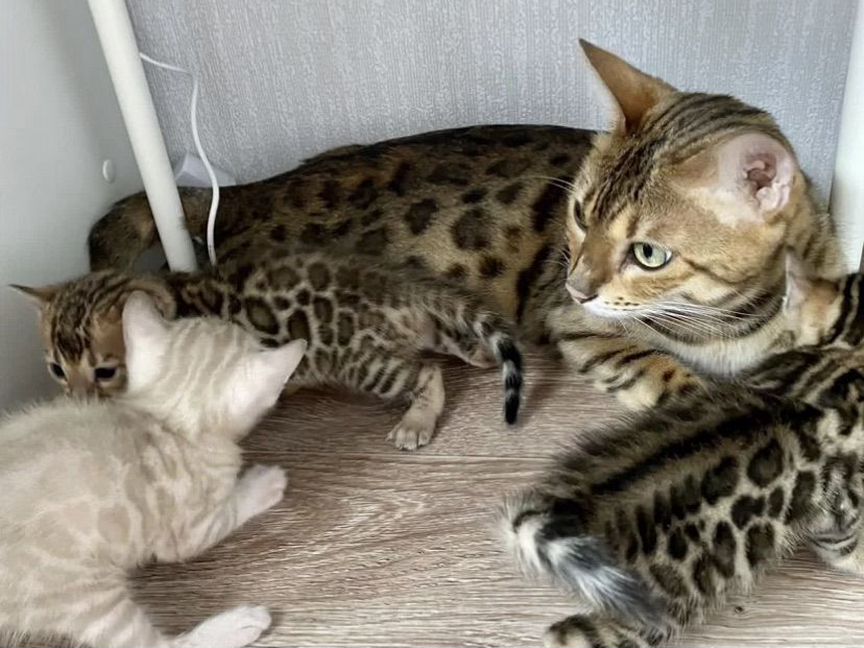 Бенгальские котята