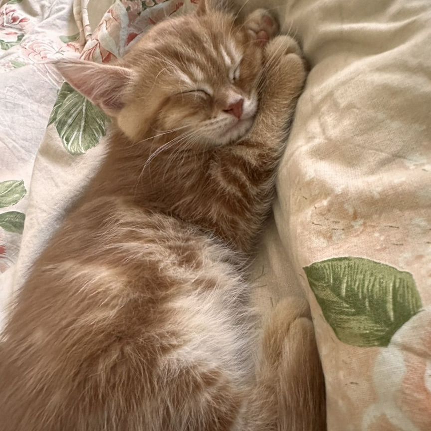 Котик британец