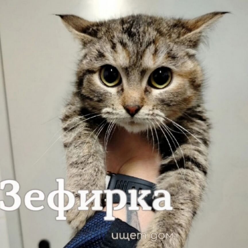 Котёнок в добрые руки