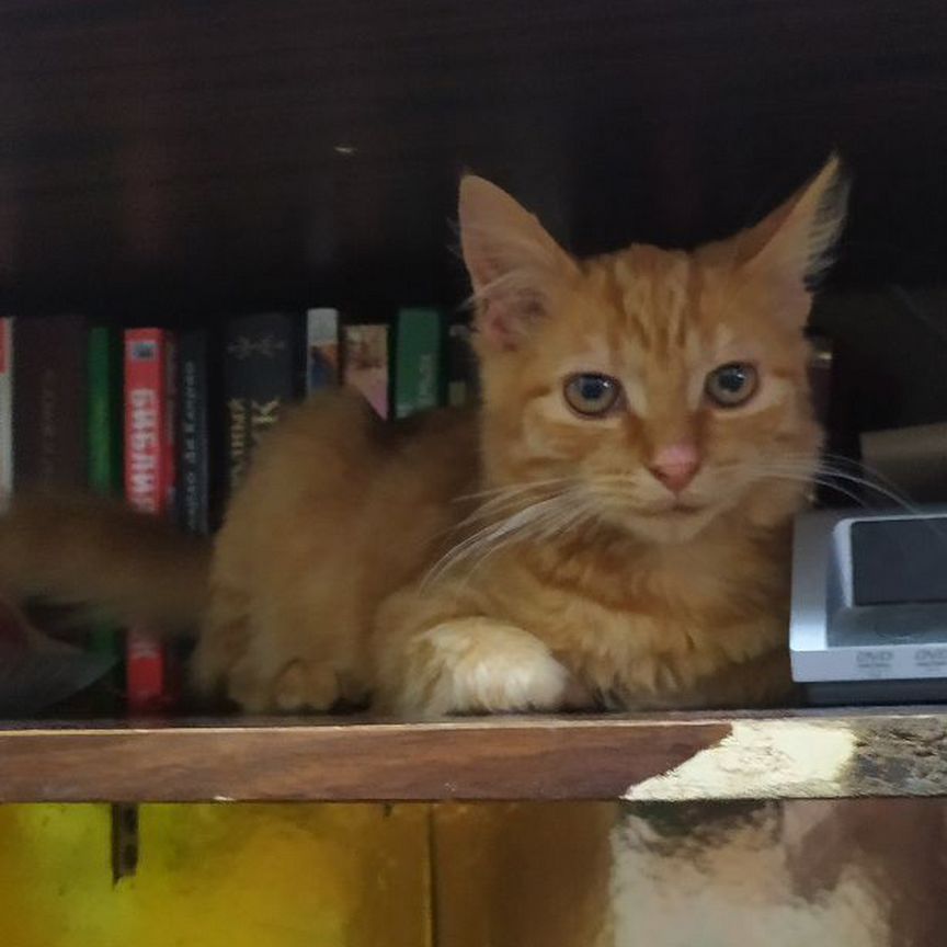 Кот беляш хулиган