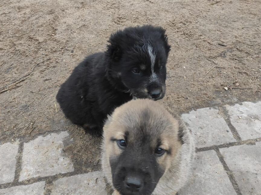 Продажа щенков алабая