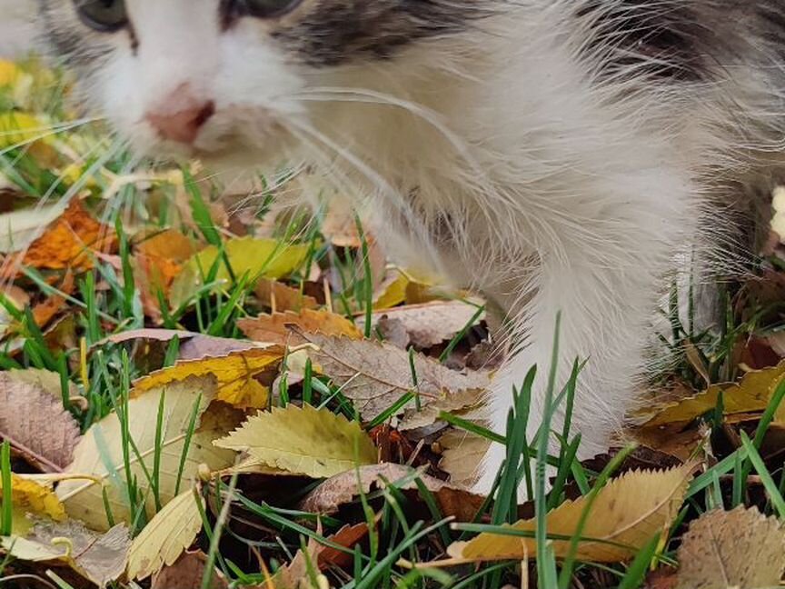 Котëнок