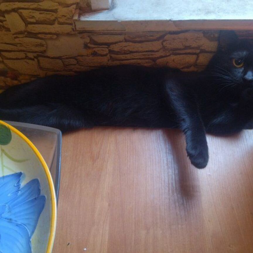 Взрослый кот в добрые руки